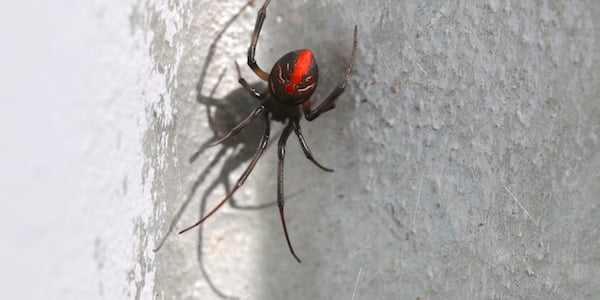 Spiders in New Zealand | Types, Bites, Control | Professional Pest Manager