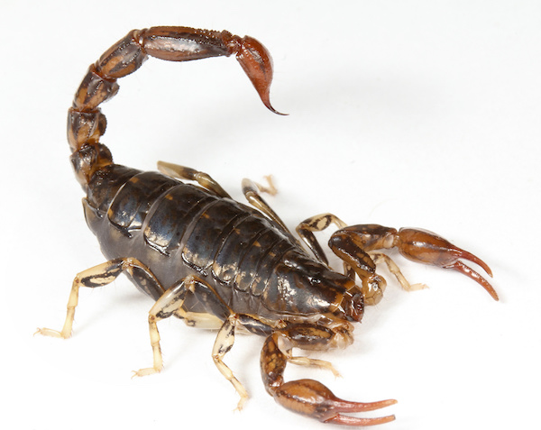 UNDERSTANDING SCORPIONS - Professional Pest Manager