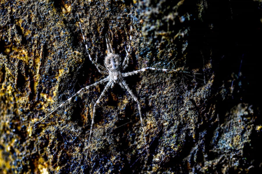 Spiders in New Zealand | Types, Bites, Control | Professional Pest Manager