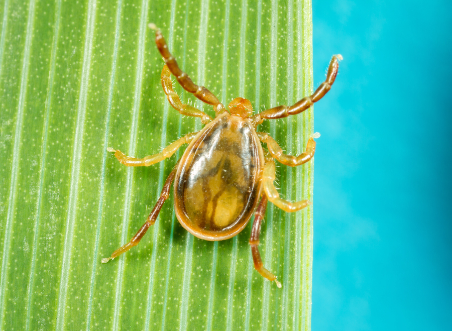 Paralysis Ticks - The BBQ Stopper - Professional Pest Manager