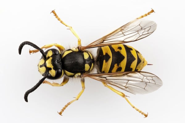 Wasps in New Zealand | Types, Nests, Stings | Professional Pest Manager