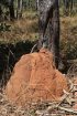 Termites in New Zealand- All you need to know!