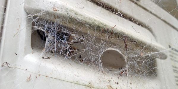 Top 12 Tips for Treating Spiders - Professional Pest Manager