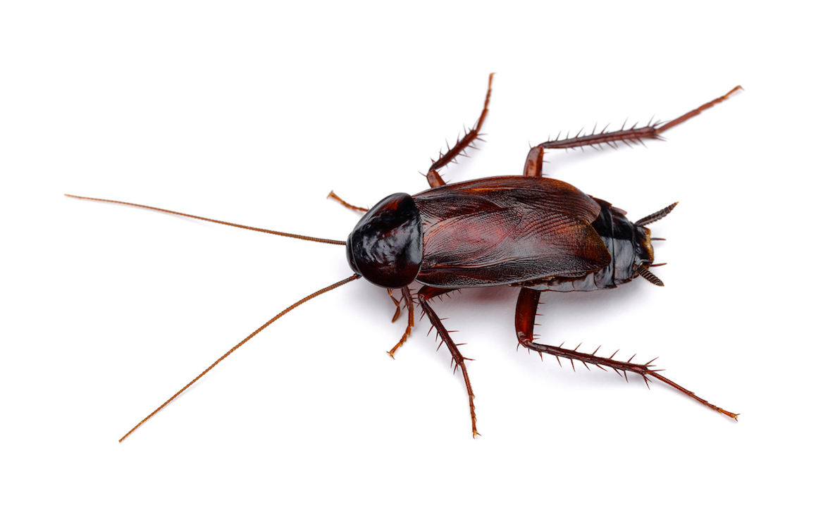 Oriental cockroach (Blatta orientalis) in New Zealand - Professional ...