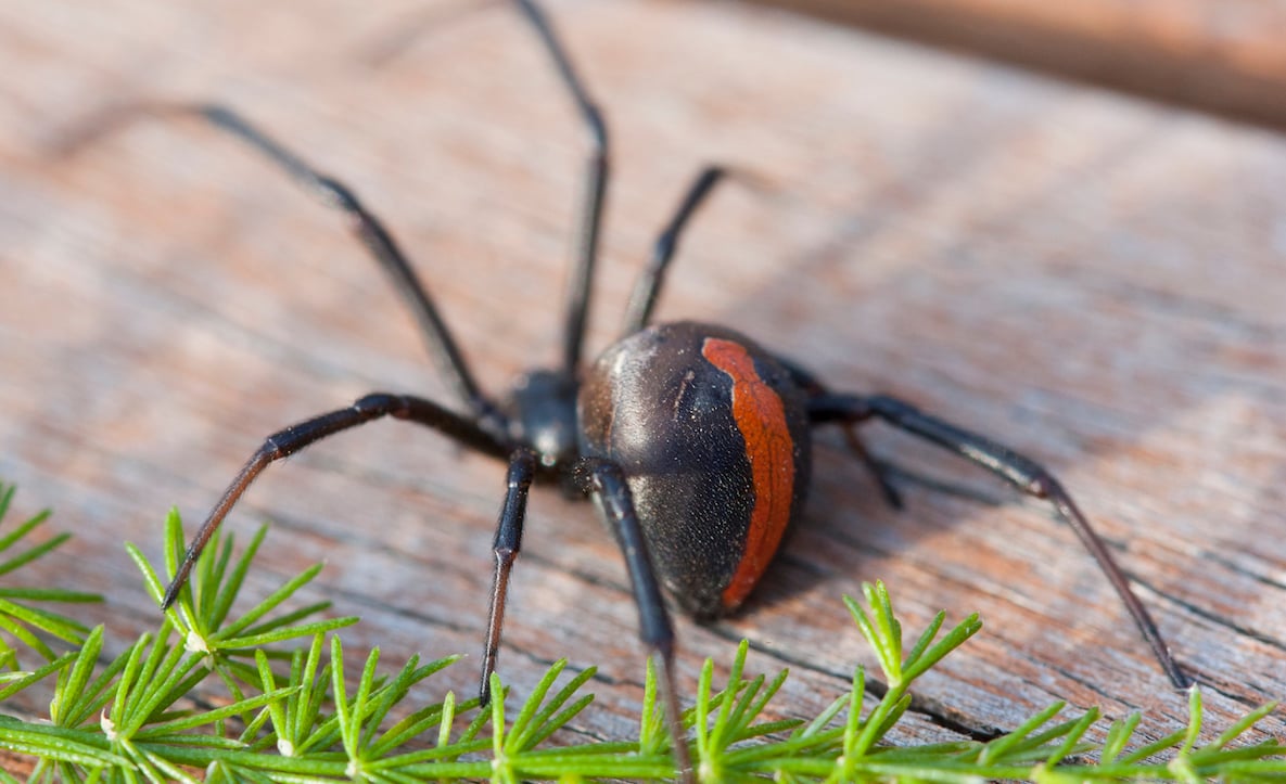 Redback spider ( Lactrodectus hasselti ) In New Zealand