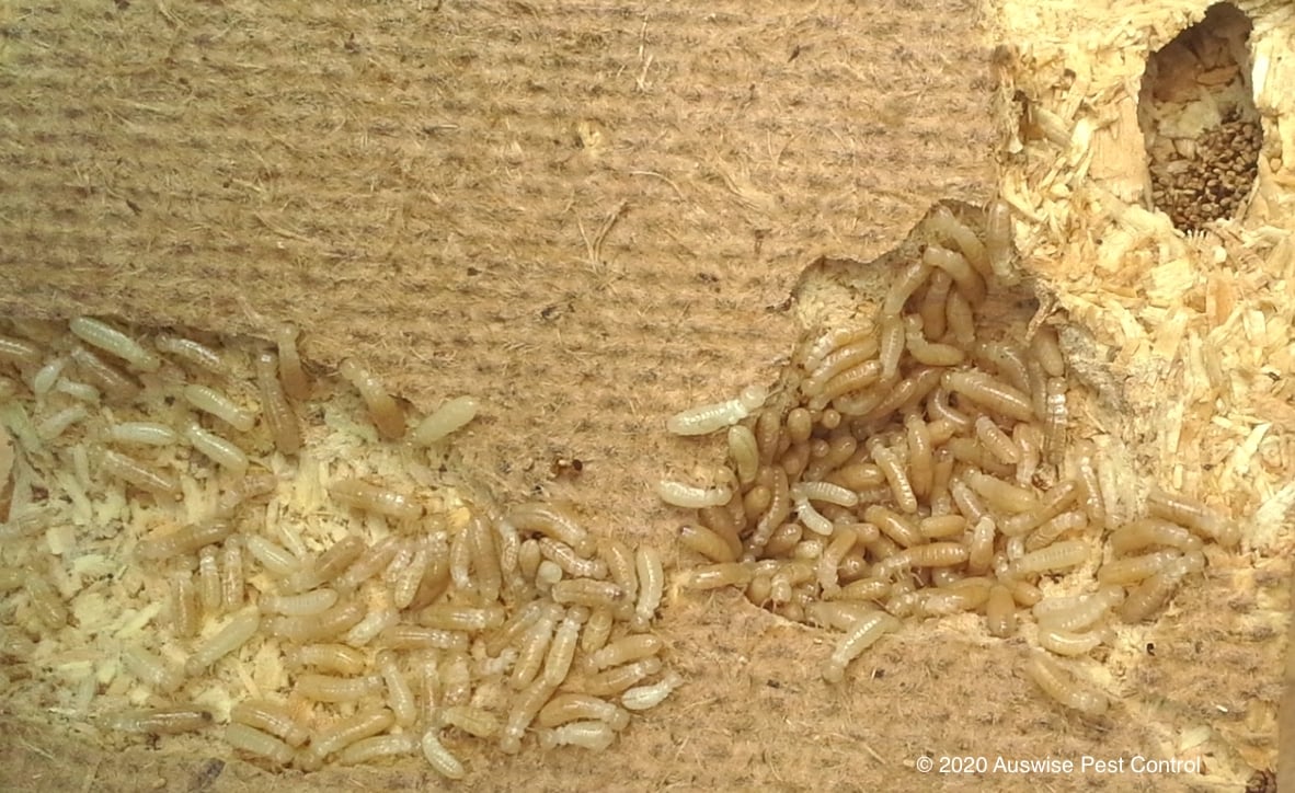 Drywood Termites in New Zealand - Professional Pest Manager