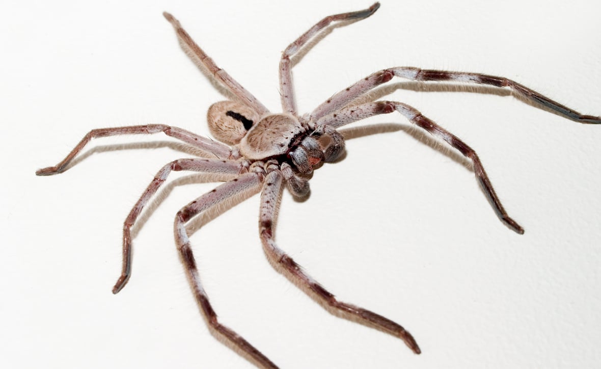 Huntsman spiders - Avondale Spider - New Zealand