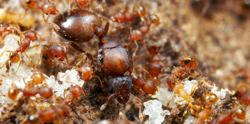 ELECTRIC ANTS ARE 'ON THE NOSE' - Professional Pest Manager