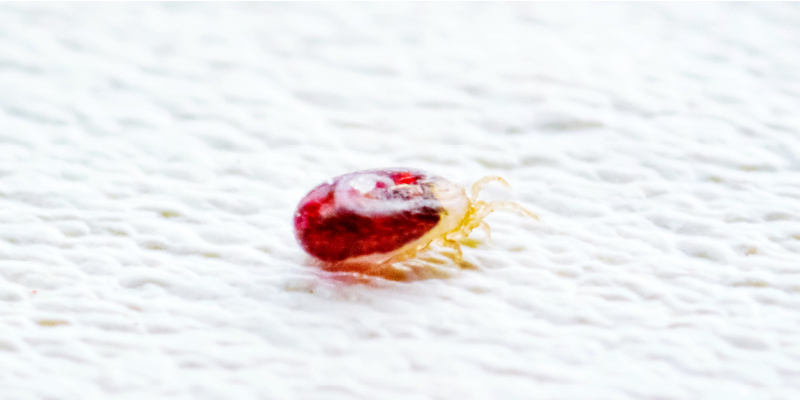 WHAT DO YOU KNOW ABOUT RODENT MITES? - Professional Pest Manager