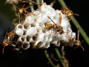 Wasps in New Zealand | Types, Nests, Stings | Professional Pest Manager