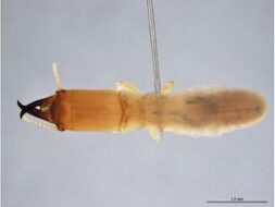 Termites in New Zealand- All you need to know!