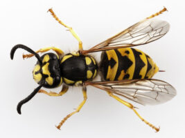 Wasps in New Zealand | Types, Nests, Stings | Professional Pest Manager