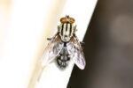 Pest Flies in New Zealand | Identification, prevention, control ...