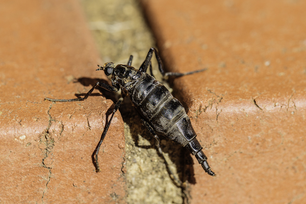 Magazine articles on a range of occasional pests - Professional Pest ...