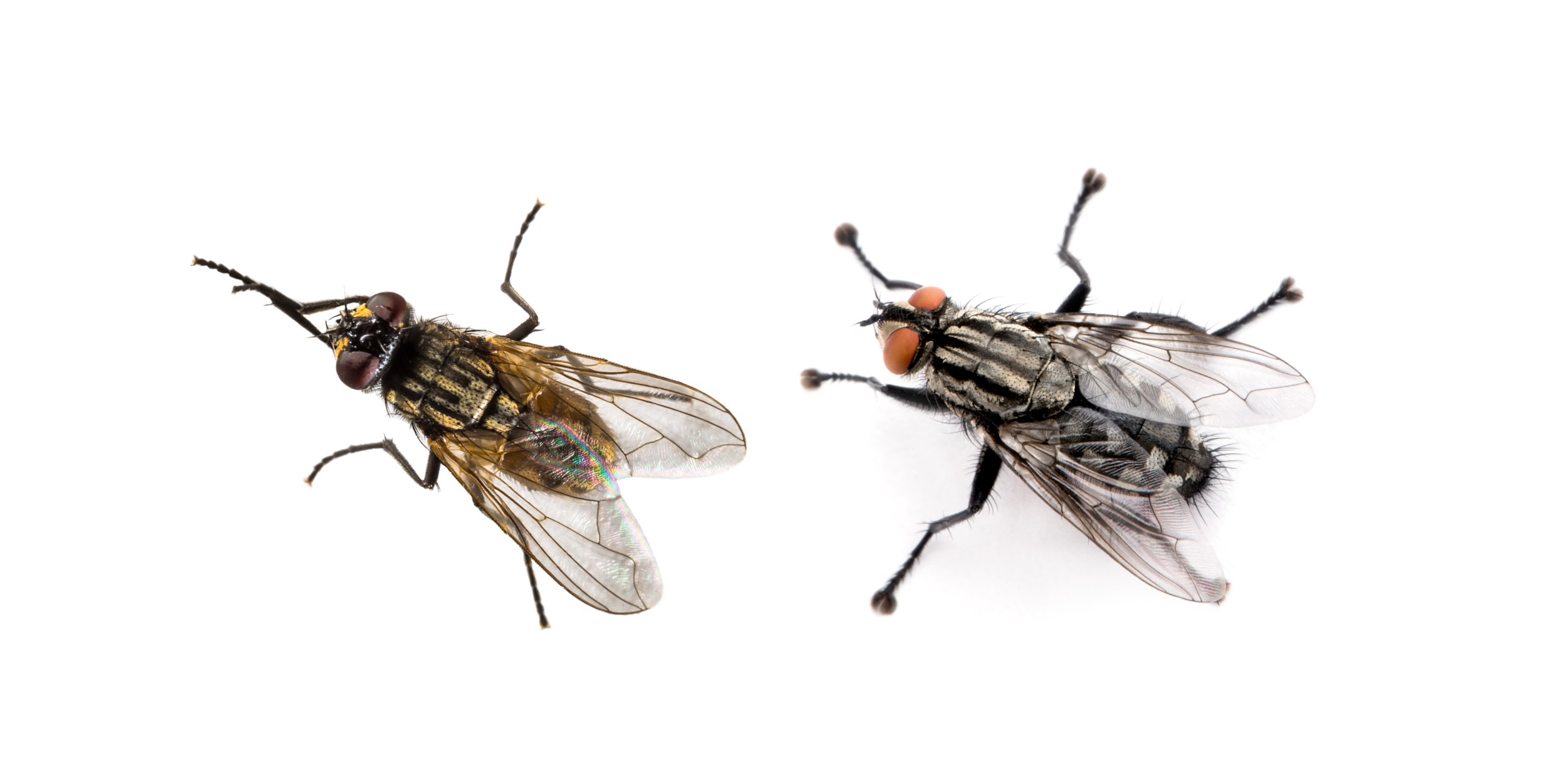 Flesh Flies v Houseflies – What’s the Difference? - Professional Pest ...
