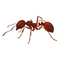 Pest Ants In New Zealand | Types, Nests, Control, Prevention