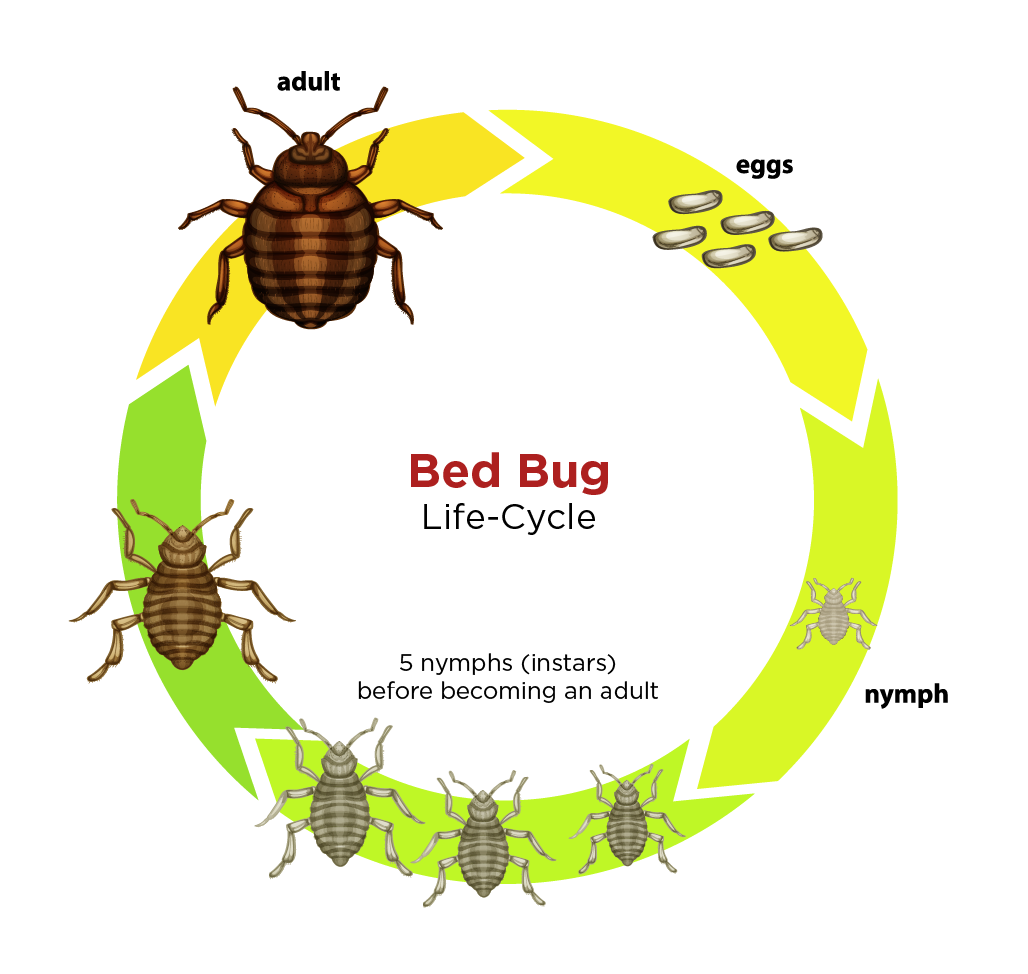 Bed bugs in New Zealand | All you need to know | Professional Pest Manager