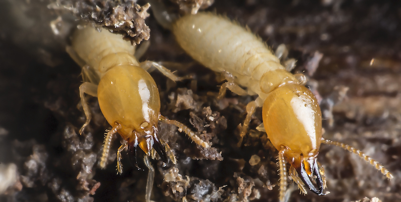 How Do Termite Baits Work? - Professional Pest Manager