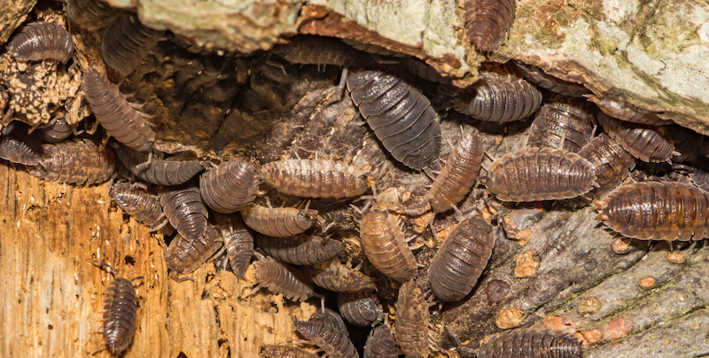 Slaters – All You Need to Know! (Woodlice)