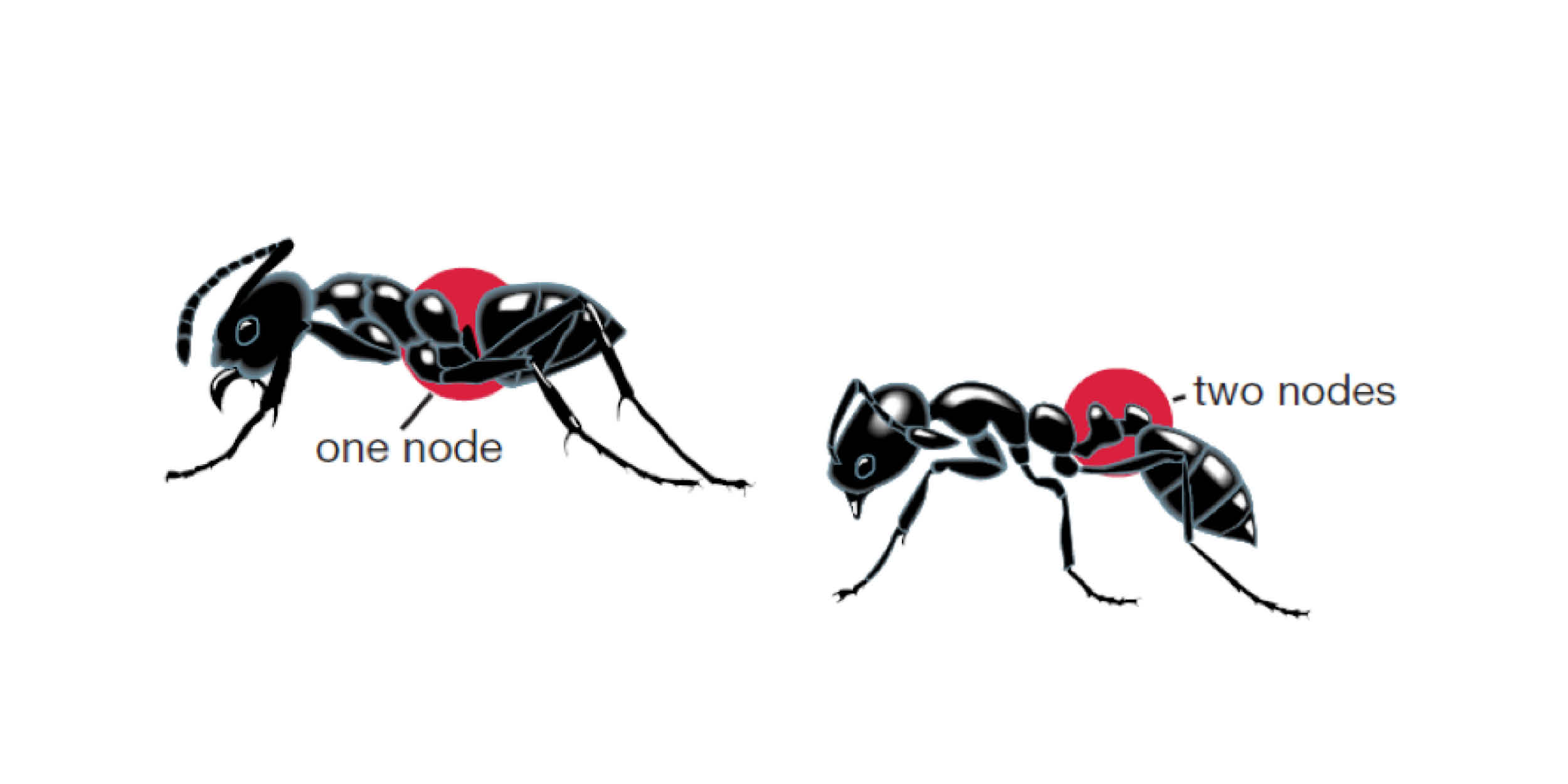 Pest Control Ants - Professional Pest Manager