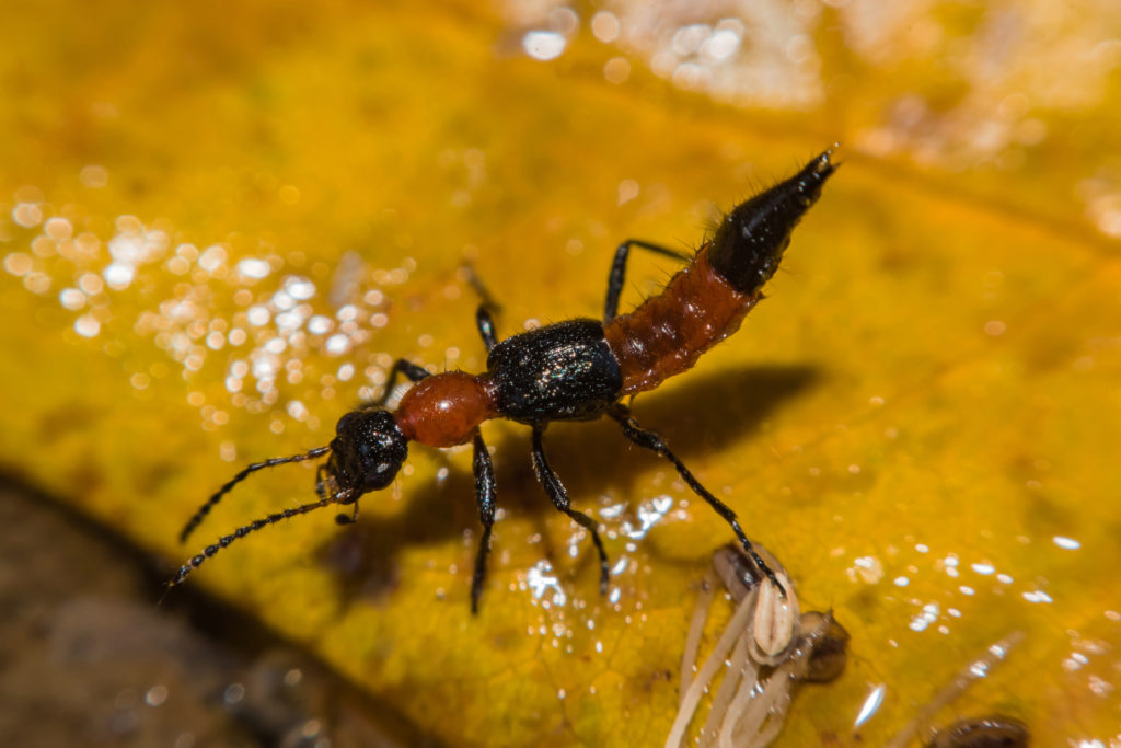 ROVE BEETLES Professional Pest Manager