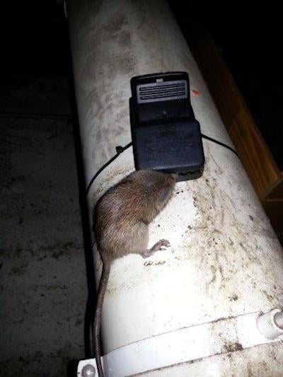 The Advantages of Using Rodent Traps - Professional Pest Manager
