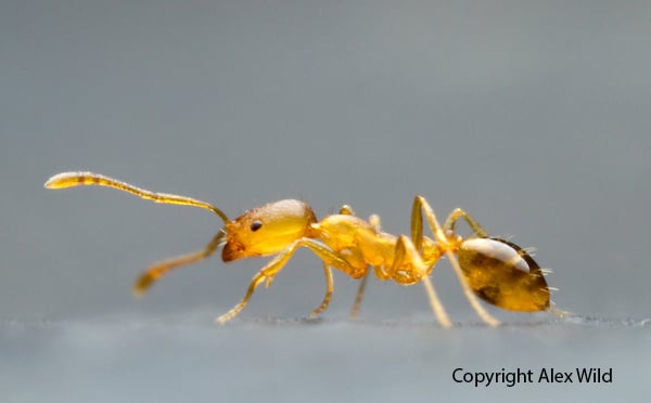 Ants – How to Deal with Protein and Oil Feeders - Professional Pest Manager