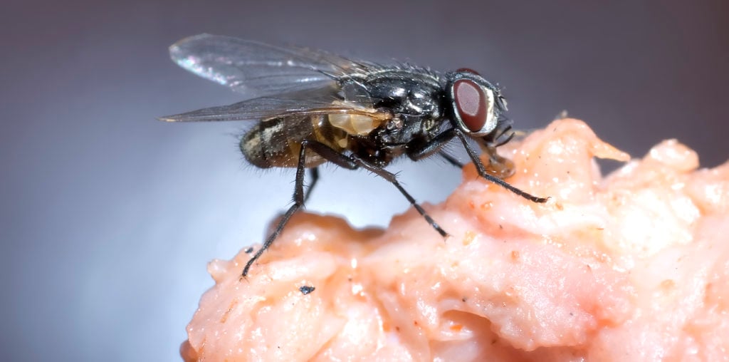 FAILURE TO CONTROL OR RESISTANCE? PART 1 - Professional Pest Manager