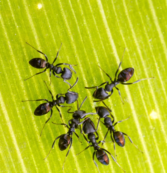 WHICH ANT BAIT SHOULD YOU USE? - Professional Pest Manager