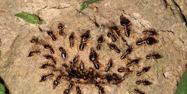 TERMITES SAVE THE RAINFOREST IN TIMES OF DROUGHT - Professional Pest ...