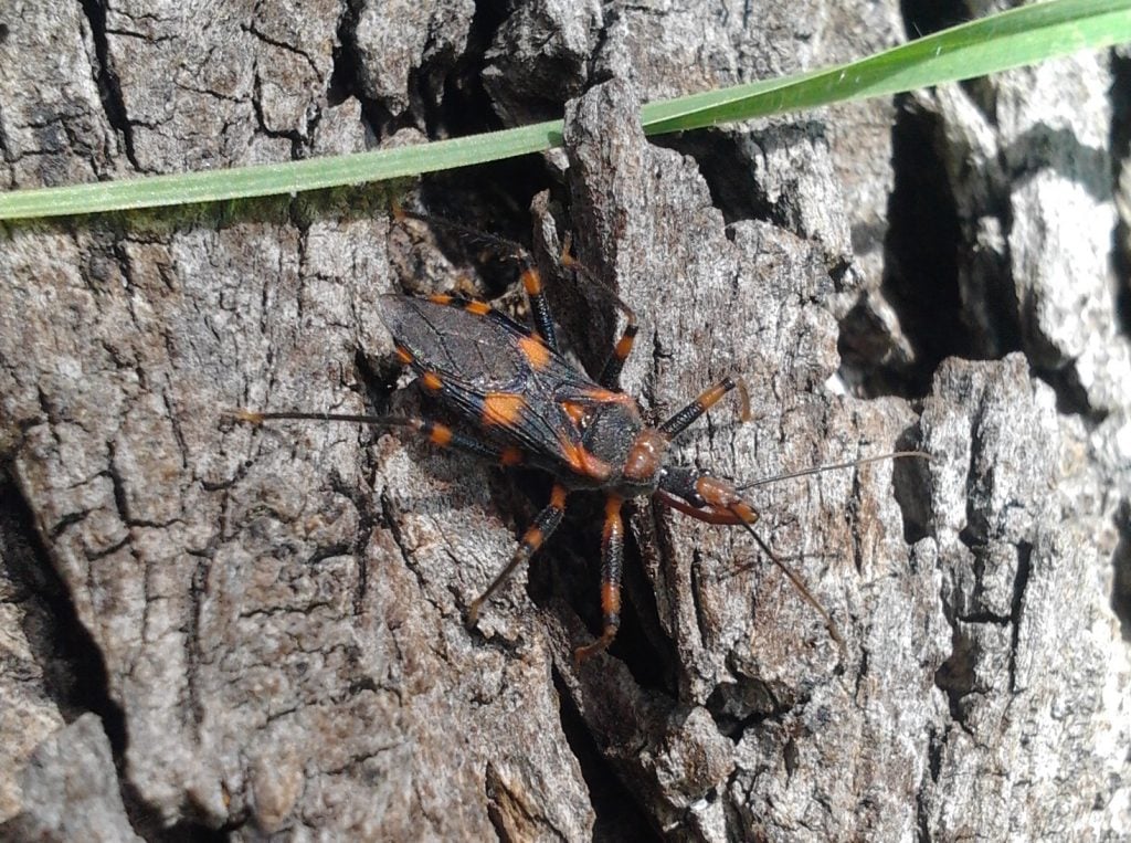 Lawn Pests and Garden Pests - Professional Pest Manager