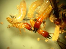 FIRST AUSTRALIAN REPORT OF STRUCTURAL INFESTATION BY THE WESTERN ...
