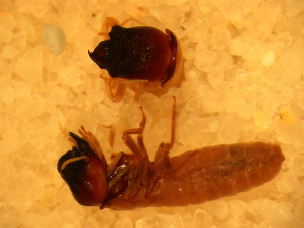 FIRST AUSTRALIAN REPORT OF STRUCTURAL INFESTATION BY THE WESTERN ...