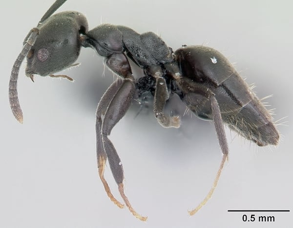 ANT IDENTIFICATION IS THE KEY TO CUSTOMER SATISFACTION - Professional ...