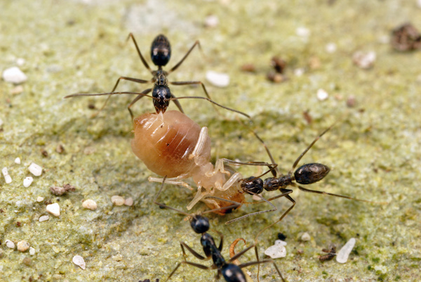 THE FIGHT AGAINST INVASIVE ANTS - Professional Pest Manager