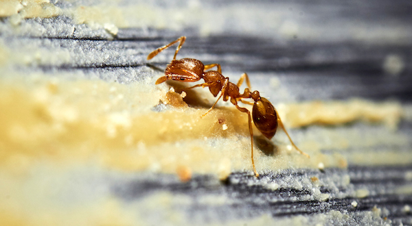 ANT IDENTIFICATION IS THE KEY TO CUSTOMER SATISFACTION - Professional ...