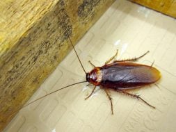 KNOW YOUR ENEMY: IDENTIFYING COCKROACH SPECIES - Professional Pest Manager