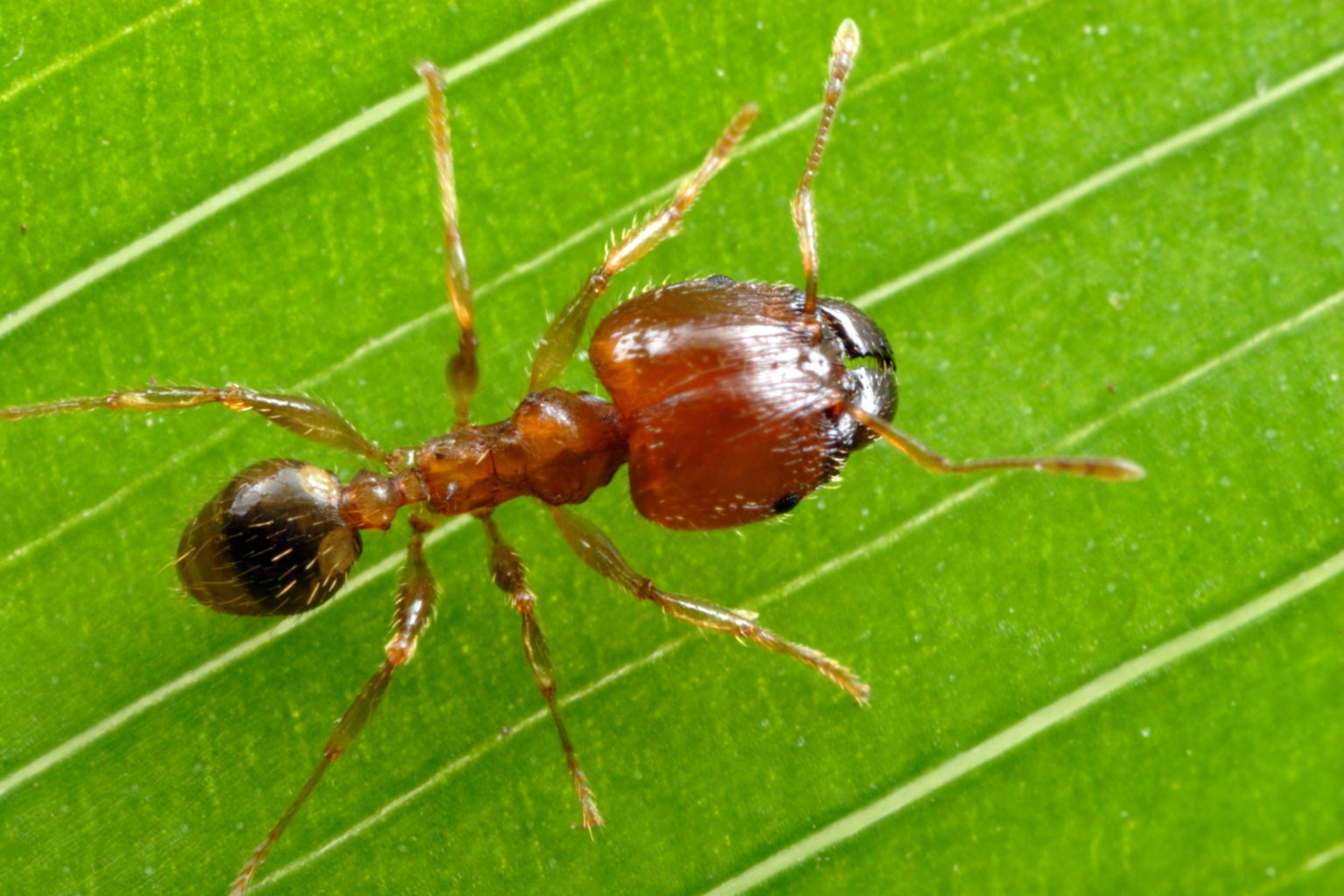 Ant baits and how they work - Professional Pest Manager