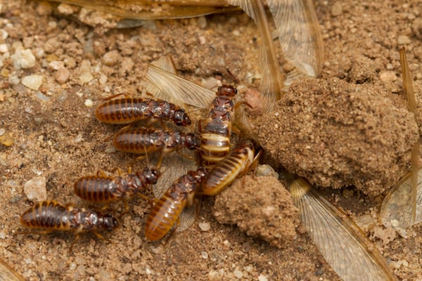 UNDERSTANDING PHEROMONES, UNDERSTANDING TERMITE BEHAVIOUR ...