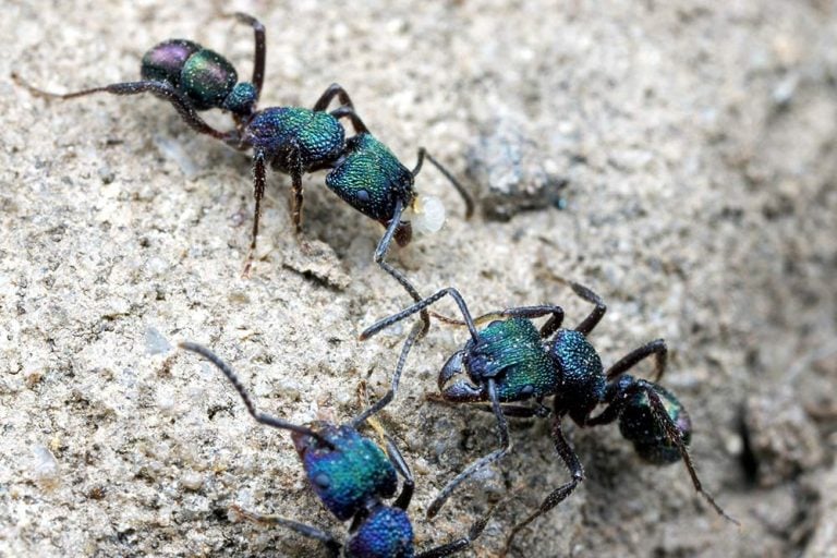 Green head ant (Rhytidoponera metallica) in Australia - Professional ...