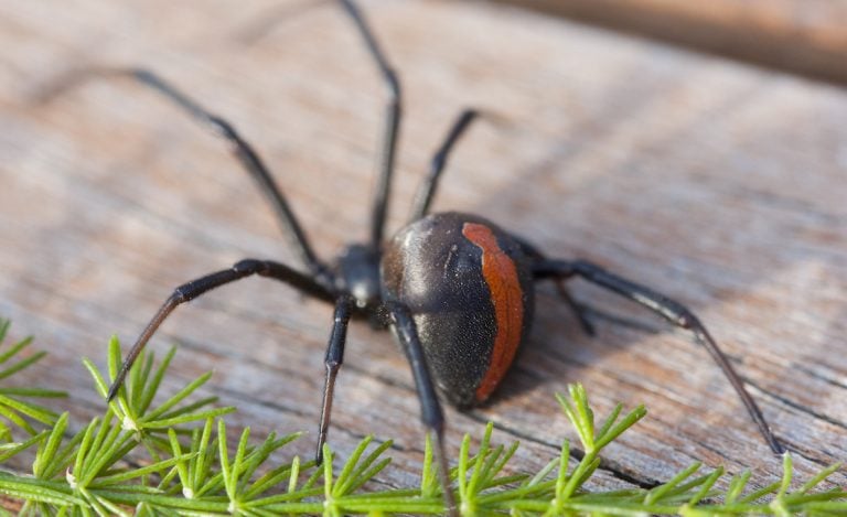 Redback spider (Lactrodectus hasselti) - Australia - Professional Pest ...