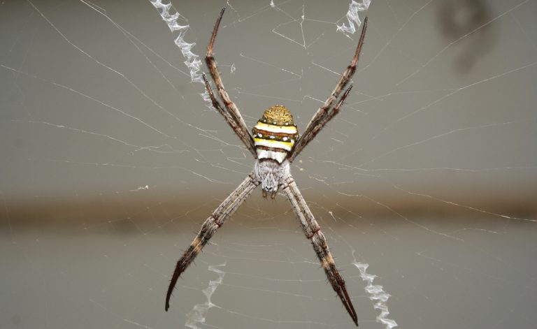 St Andrew's cross spider (Agriope keyserlingi) in Australia