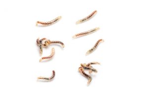 Fleas in Australia | Life-cycle, Bites, Diseases, Treatments