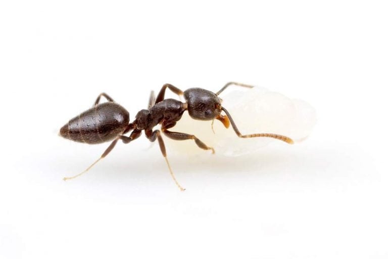 White footed house ant (Technomyrmex spp.) in Australia - Professional ...