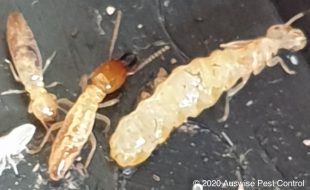 Microcerotermes Termites in Australia - Professional Pest Manager
