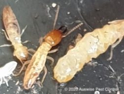 Termites - Professional Pest Manager