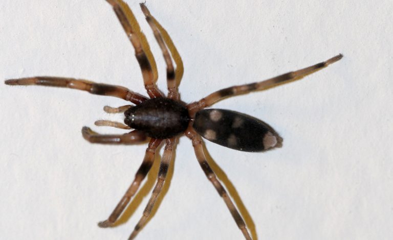 White-tailed spider – Australia - All You Need to Know