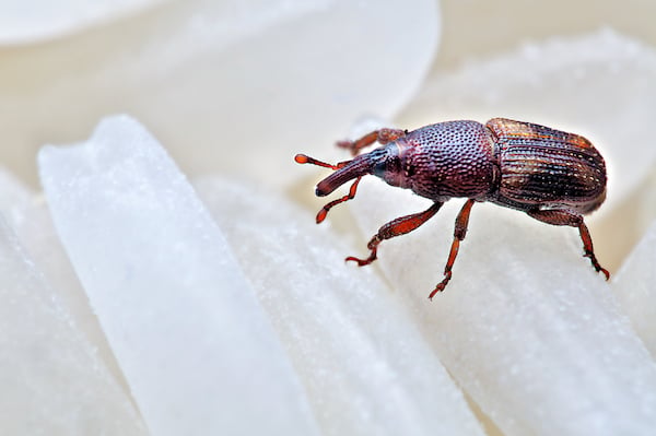 IN FOCUS: STORED PRODUCT BEETLES - Professional Pest Manager