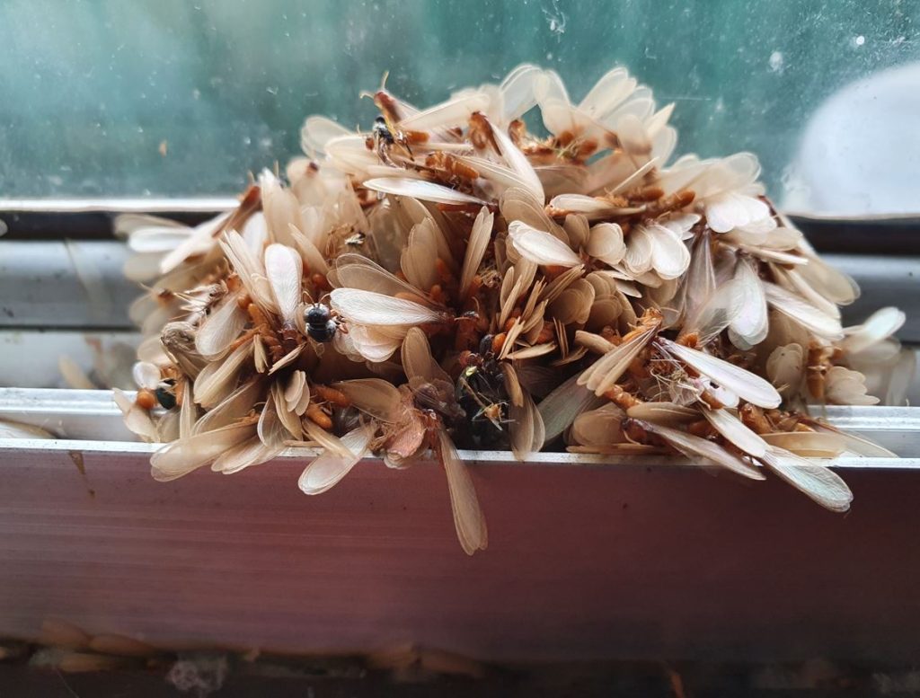 TERMITES IN ACTION – SPRING 2021 - Professional Pest Manager