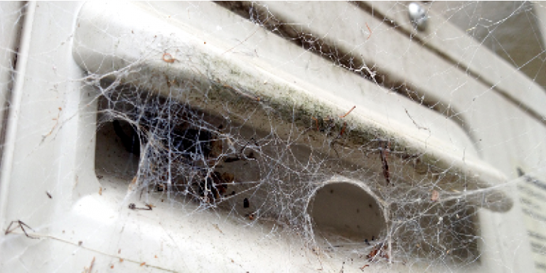 Spider Webs of Common Spiders - Professional Pest Manager